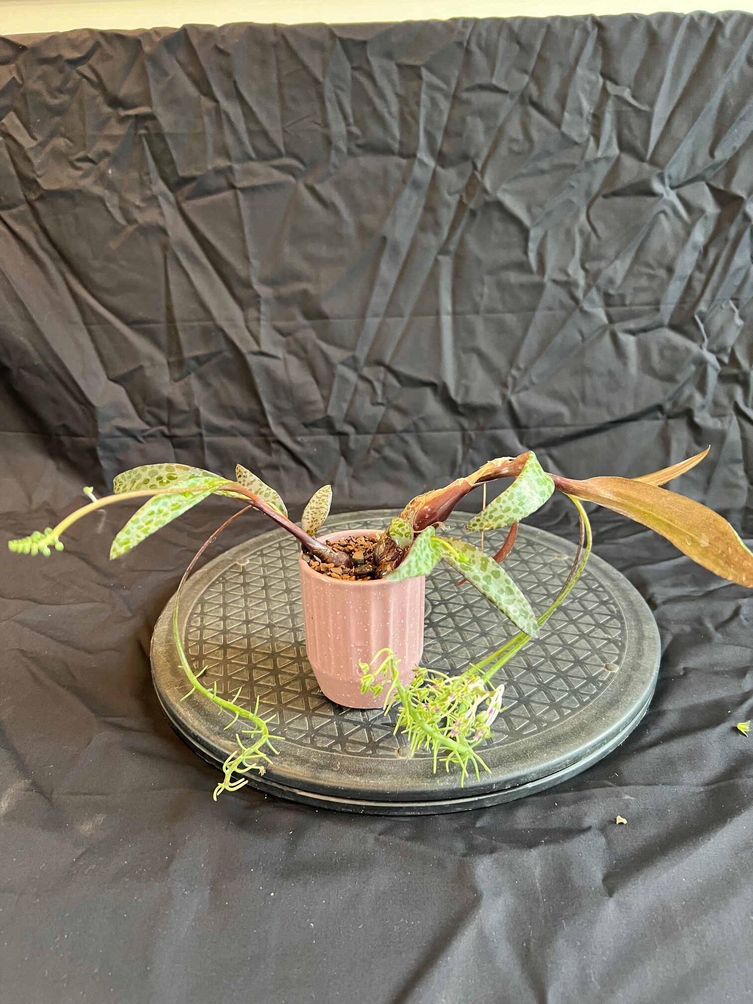 Leopard Lilly (Scilla Violacea) Accent Plant | Leatherstocking Exotics